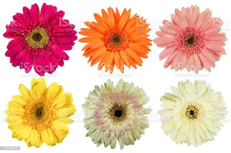 흰색 배경에 고립 된 복사 공간이있는 아름다운 거베라 꽃 0명에 대한 스톡 사진 및 기타 이미지 0명 거베라데이지 꽃 식물 Istock