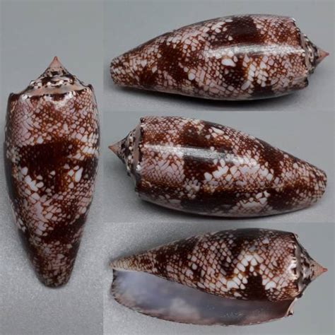 Conus Geographus 3988019