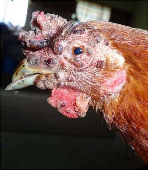 Fowl Pox Vaccine 200 Doses