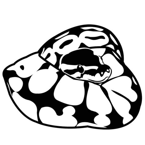 Ball Python Decal