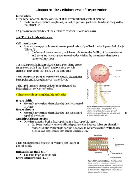 Single Phospholipid Molecule