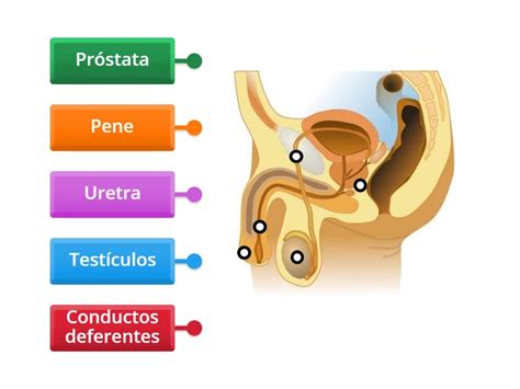 Aparato Reproductor Masculino Diagrama Con Etiquetas