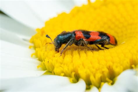 Bee Beetle Small Beautiful Colored Beetle From European Forests And Woodlands Czech Republic