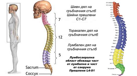Колани за кръст колани за гръб ортопедични стелки чорапи за разширени вени