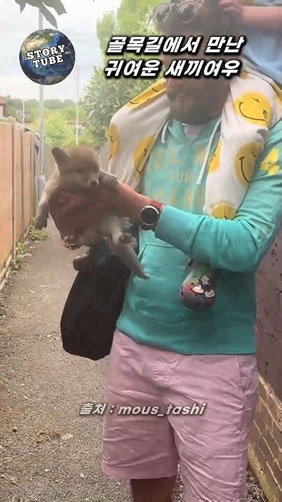 골목길에서 마주친 귀여운 새끼여우 Youtube