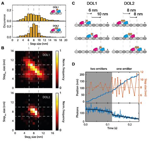 Rotation Of The Coiled Coil Domain During Kinesin Stepping A Step