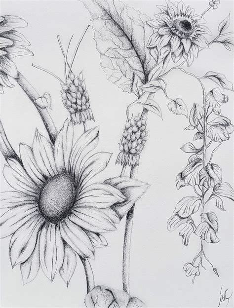 Flower Pencil Sketches