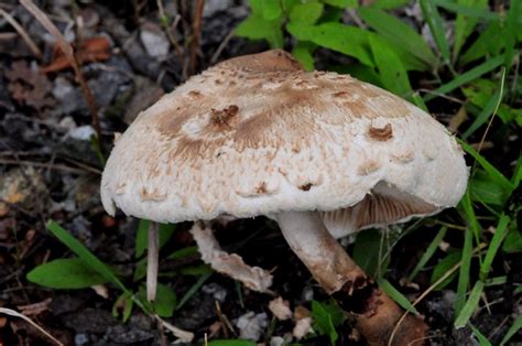 자연산 식용버섯의 종류 사진으로 알아보기 네이버 블로그