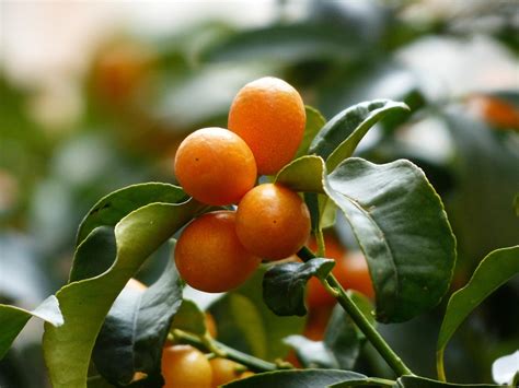60 Free Kumquat And Fruit Images Pixabay