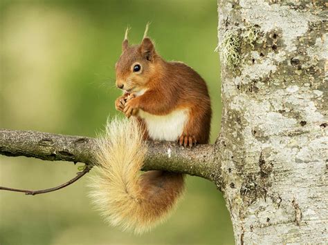 Red Squirrel Vs Grey Squirrel