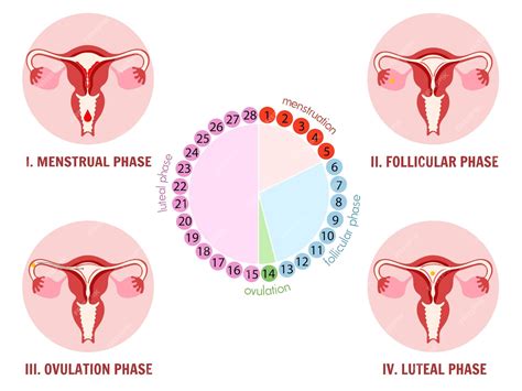 Premium Vector Female Reproductive System Concept Stages Of The