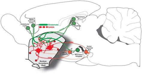 Glutamatergic And Gabaergic Nac Circuits