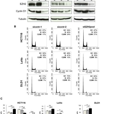 Ezh2 Depletion Leads To Cell Cycle Arrest Of Colon Cancer Cell Lines A Download Scientific