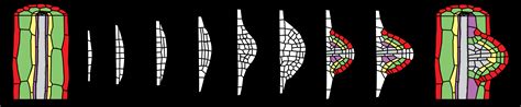Development And Plasticity Of The Root System Institut Des Sciences