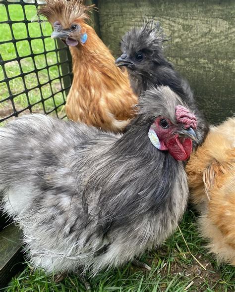 Silkie Bantam Chicken An Ultimate Raise And Care Guide