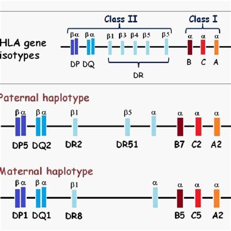 Pdf Human Leukocyte Antigen Hla System In Solid Organ