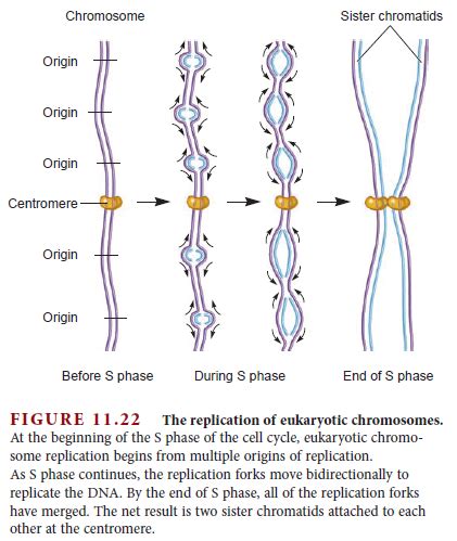 DNA Replication Of Eukaryotes