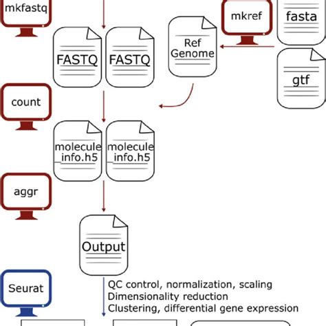 Overview of the general bioinformatics pipeline to analyze 10Â Genomics