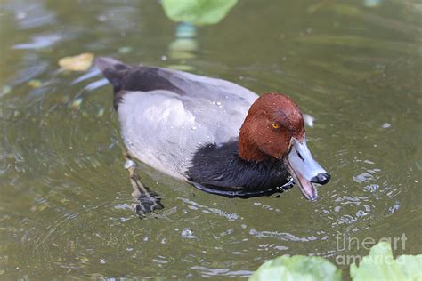 Redhead Duck Photograph By Dwight Cook Pixels