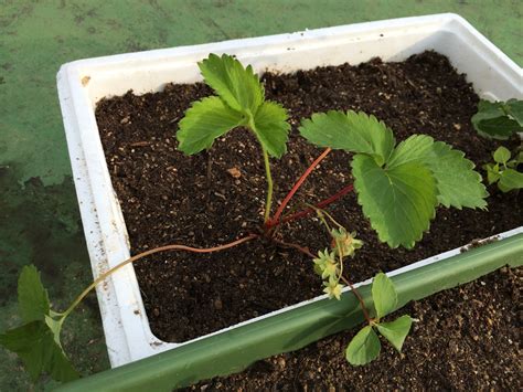 옥상 텃밭 옥상 텃밭에 딸기 모종 심기