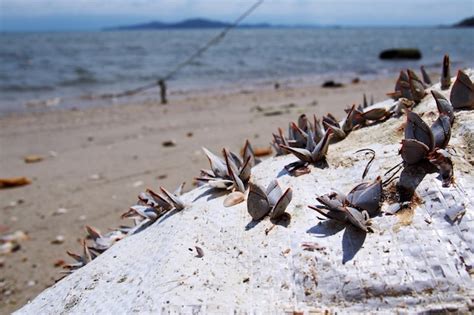 Premium Photo Close Up Of Shells On Beach