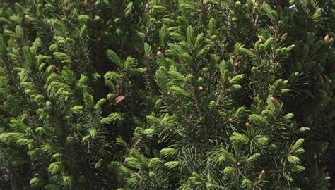 Trees Under 10 Feet Tall List Of 20 Low Maintenance Options