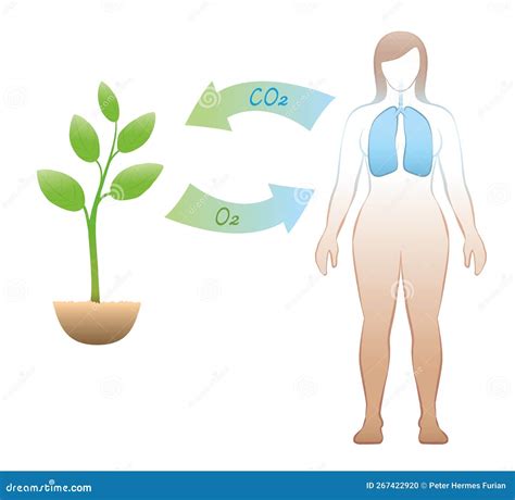 Carbon Dioxide Oxygen Exchange Carbon Cycle Humans Plants Vector Illustration CartoonDealer