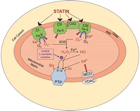 Statin And Elevated Alt