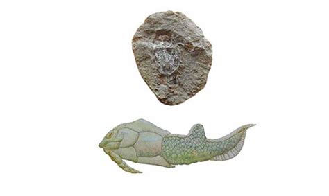 Devonian Fish Fossils