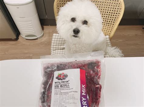 강아지 블루베리 먹어도 되나요 냉동은 네이버 블로그