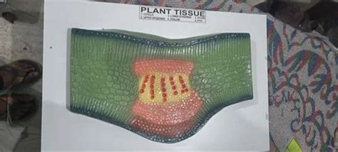 Plant Tissue Plant Botany Models At Piece Palam Vihar Ambala ID