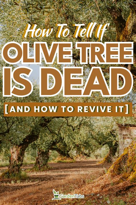 How To Tell If Olive Tree Is Dead And How To Revive It
