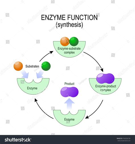 Enzyme Function Synthesis Substrate Product Enzymeproduct Stock Vector Royalty Free