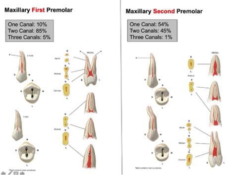 L11 Access Premolars And Molars Flashcards Quizlet