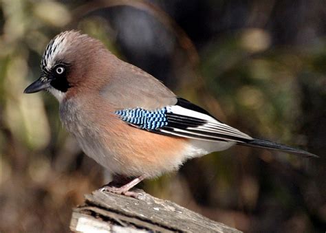 カケス 軽井沢 発地の野鳥と自然