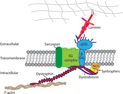 Depiction Of The Overall Structure Of The Dystrophin‐associated Protein Download Scientific