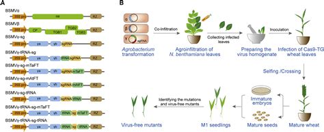 Highly Efficient Heritable Genome Editing In Wheat Using An Rna Virus