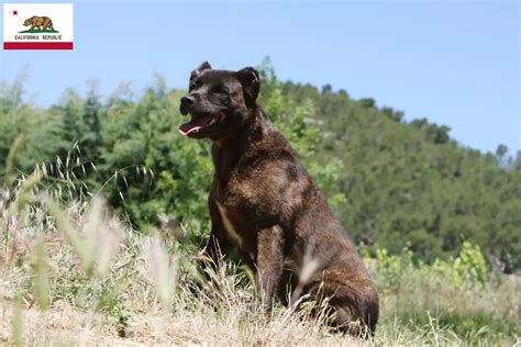 Cão Fila De São Miguel Breeders And Puppies In California