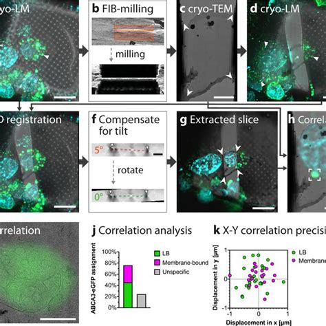 Single Particle Cryo Em Image Processing Workflow Automatically Picked