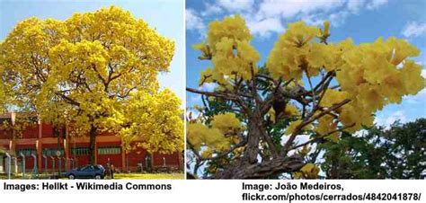 Yellow Flowering Trees With Pictures Identification Guide