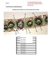 Leaf Structure Identification Activity Pdf Download This File First And Save On Your Computer