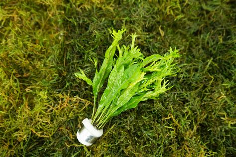 Java Fern Windelov Microsorum Pteropus Windelov Bundle — Greenproaquatic