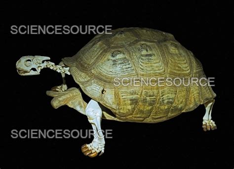 Tortoise Skeleton