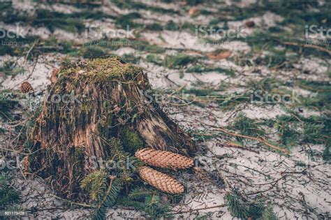 오래 된 나무 밑둥과 신선한 스프루 스 가지 벌채 된 숲의 부흥 가문비나무에 대한 스톡 사진 및 기타 이미지 가문비나무 건강관리와 의술 건조한 Istock