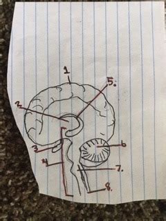 Nervous System Diagram Quizlet