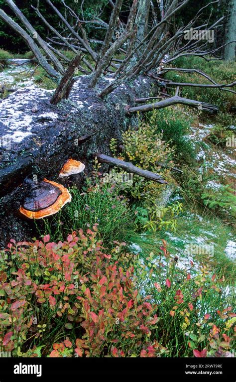 Red Banded Polypore Red Banded Polypore Grows On Conifer Trees And Hardwood Trees Red Belted