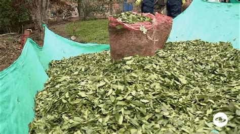 La Planta Que Sirve Para El Control De Hongos Y Enfermedades Puede Durar Hasta 40 Años