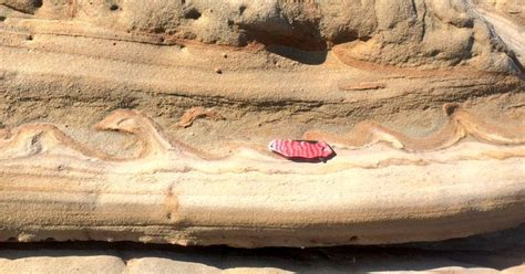 Flame Structures In Coastal Turbidite Exposures Hornby Island Bc Canada