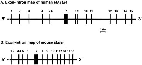 Schematic Representations Of Exonintron Maps Of Human Mater A And
