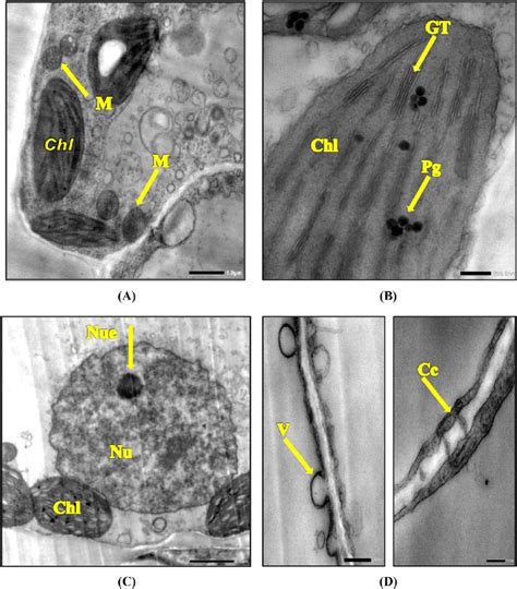 Transmission Electron Micrographs Of Leaf Cells Of Broad Bean Plants Download Scientific